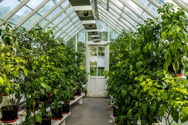 Cannabis DLI for Your Full Grow Cycle Cannabis DLI for Your Full Grow Cycle